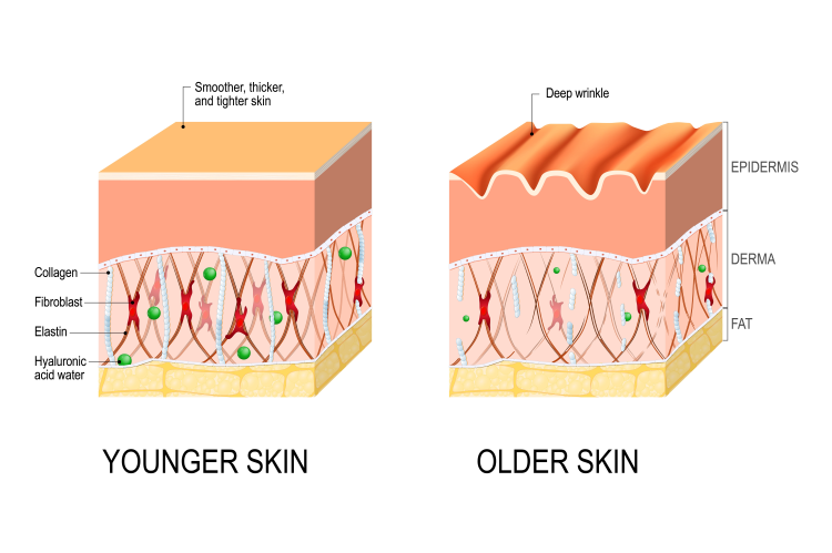 Is Collagen Supplementation Really Benefitting Your Skin? - UPMC & Pitt ...