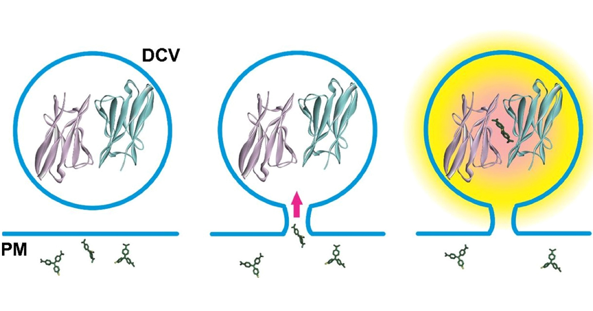 No Electricity Required – Spontaneous ‘Kiss and Run’ Neuropeptide ...