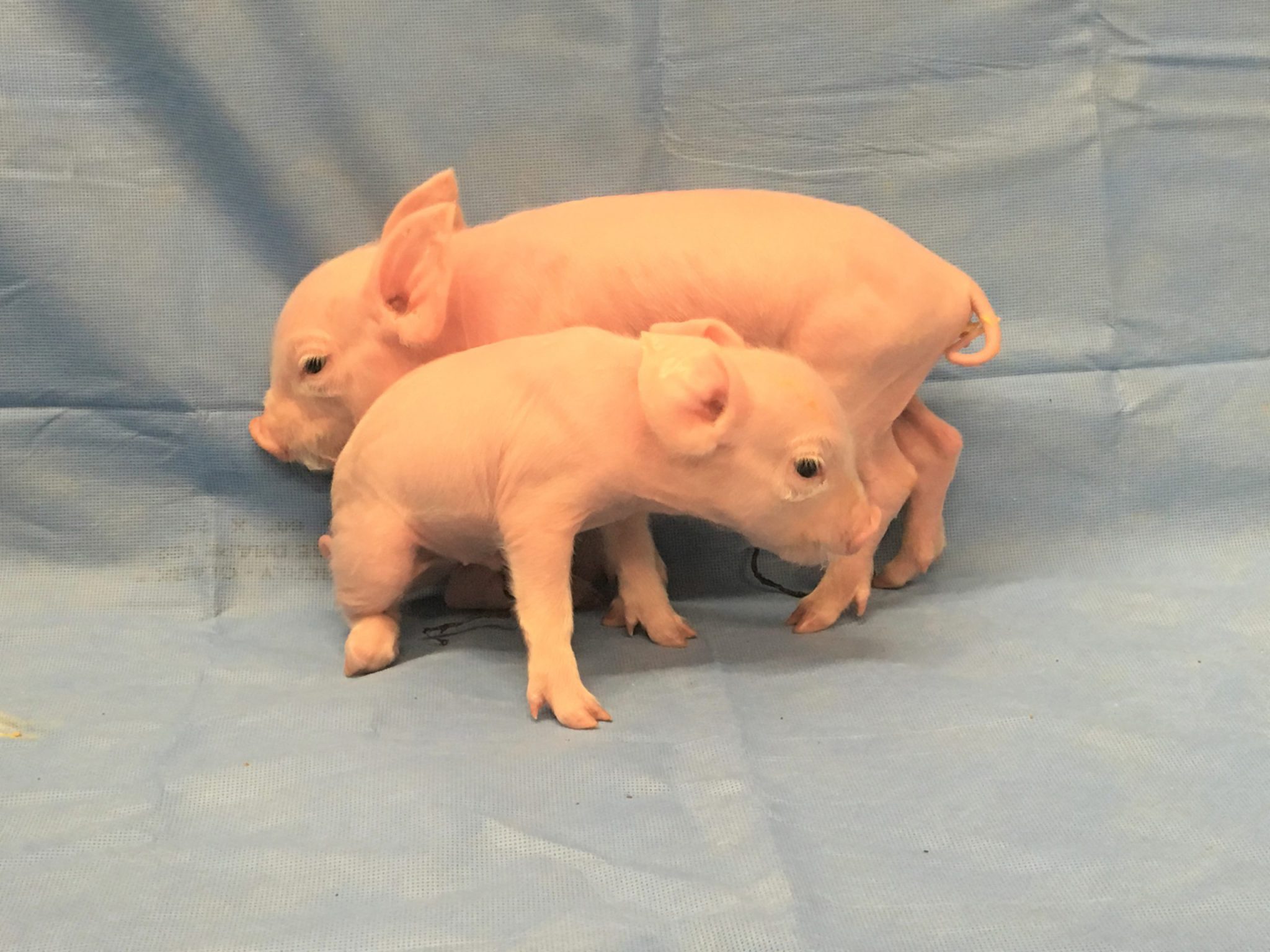 For PKU Research, Pigs Could Be the New Stand-In for People - UPMC ...